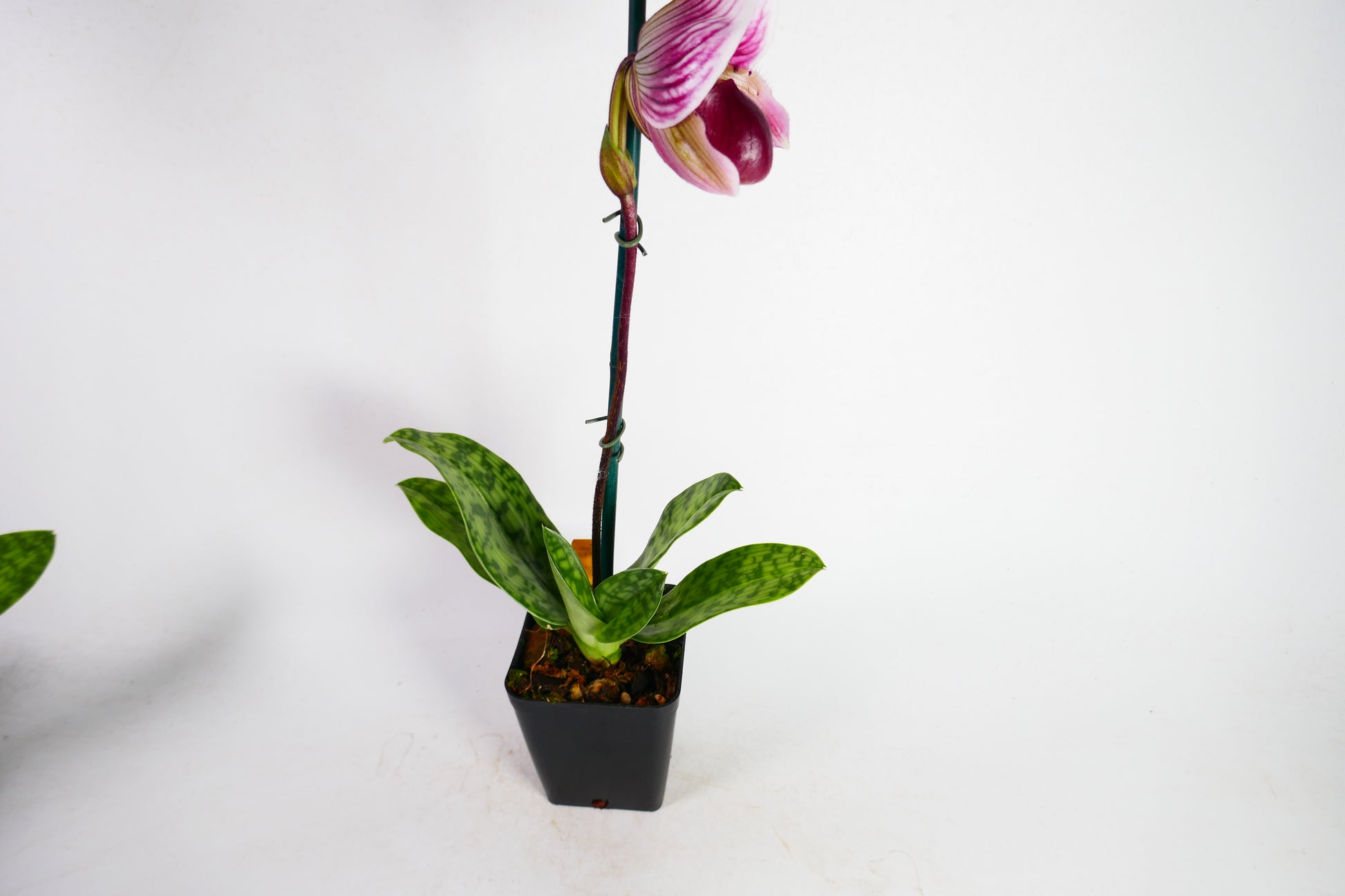 Paph. Hilo Magic Ruby 'Cupping' x Mem. Serafin Perex 'Christmas ...