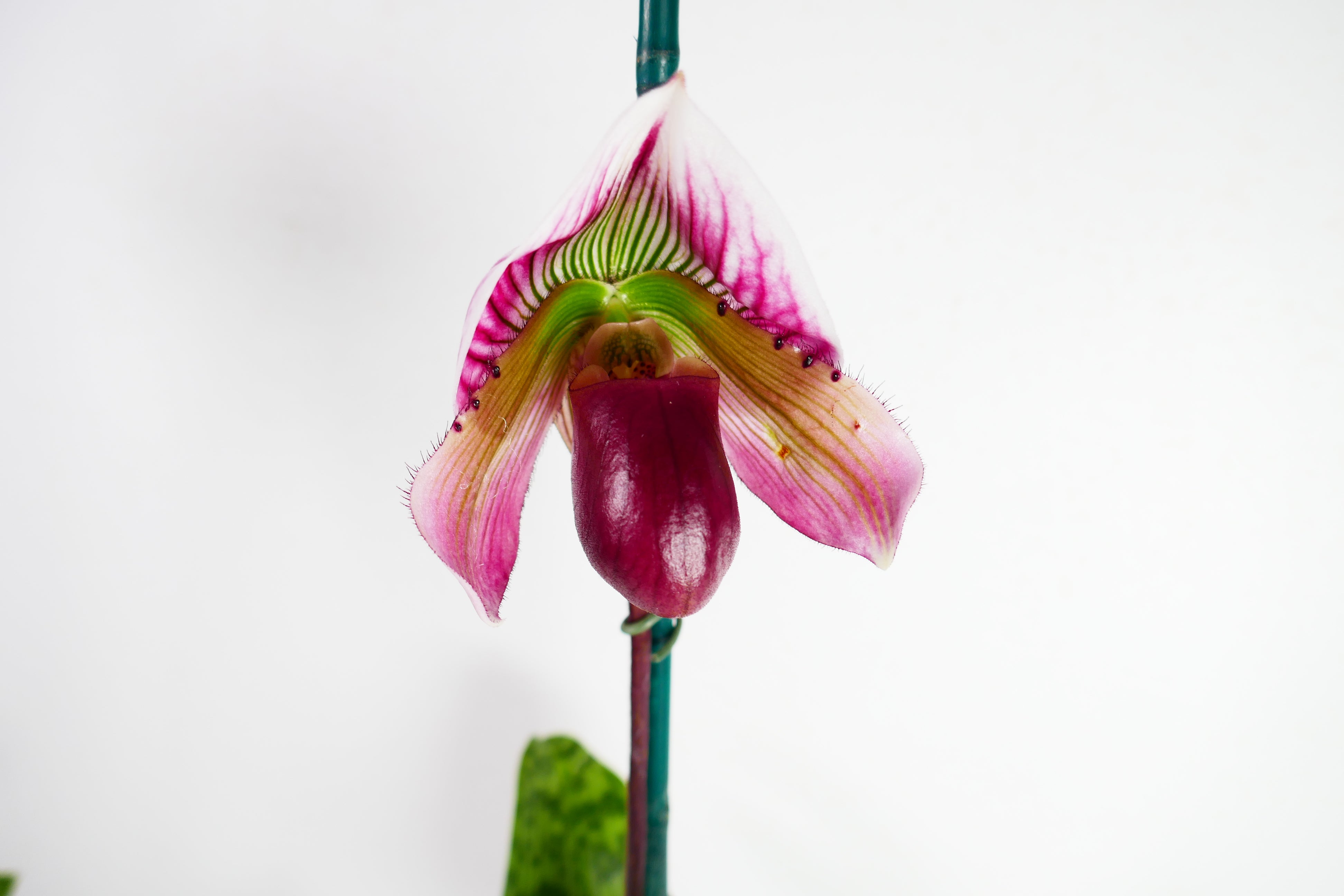 Paph. Hilo Magic Ruby 'Cupping' x Mem. Serafin Perex 'Christmas ...