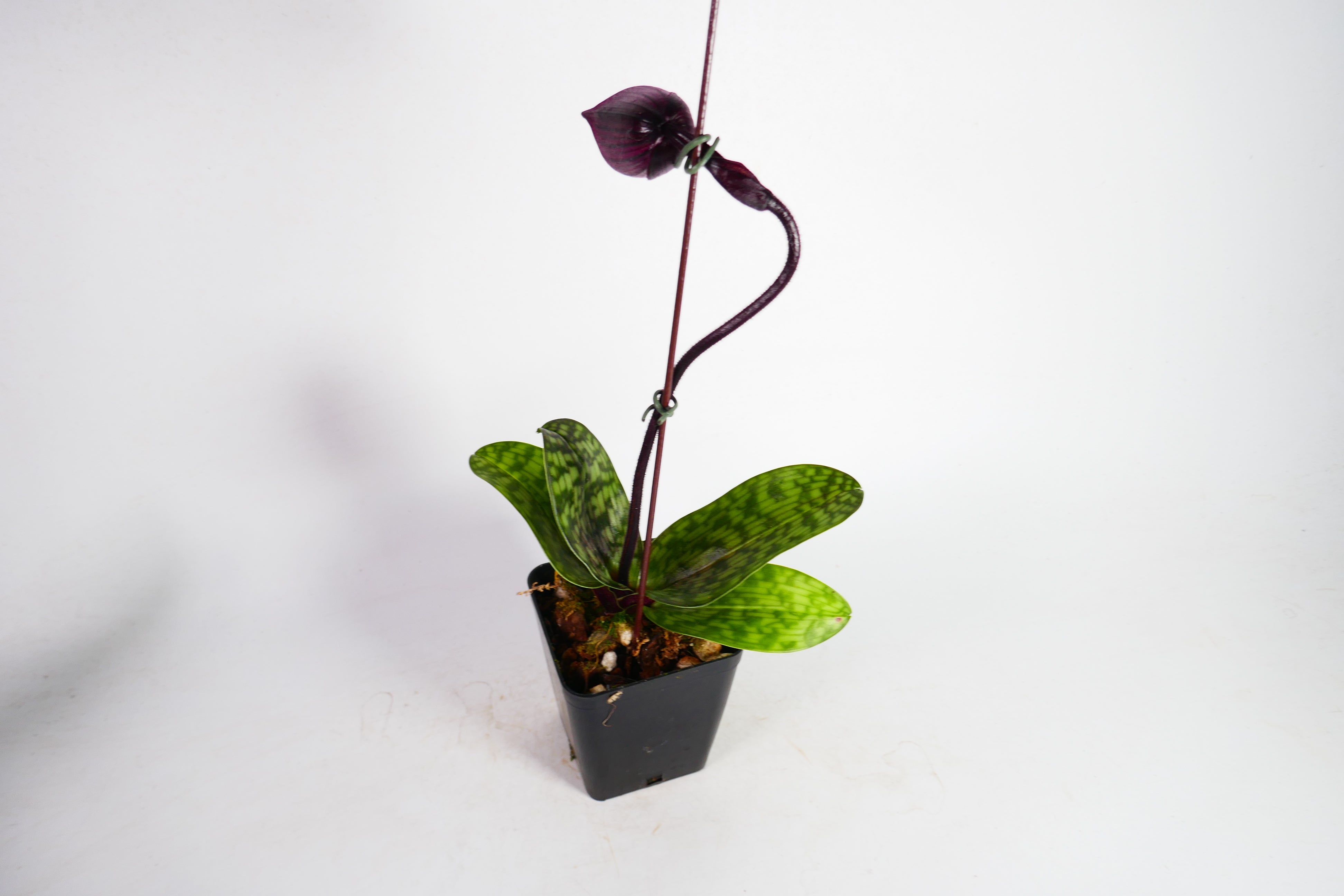 Paph. Mem. Gerhard Conrad 'Mars' x Viny World 'Midnight Magic' – Aeribella