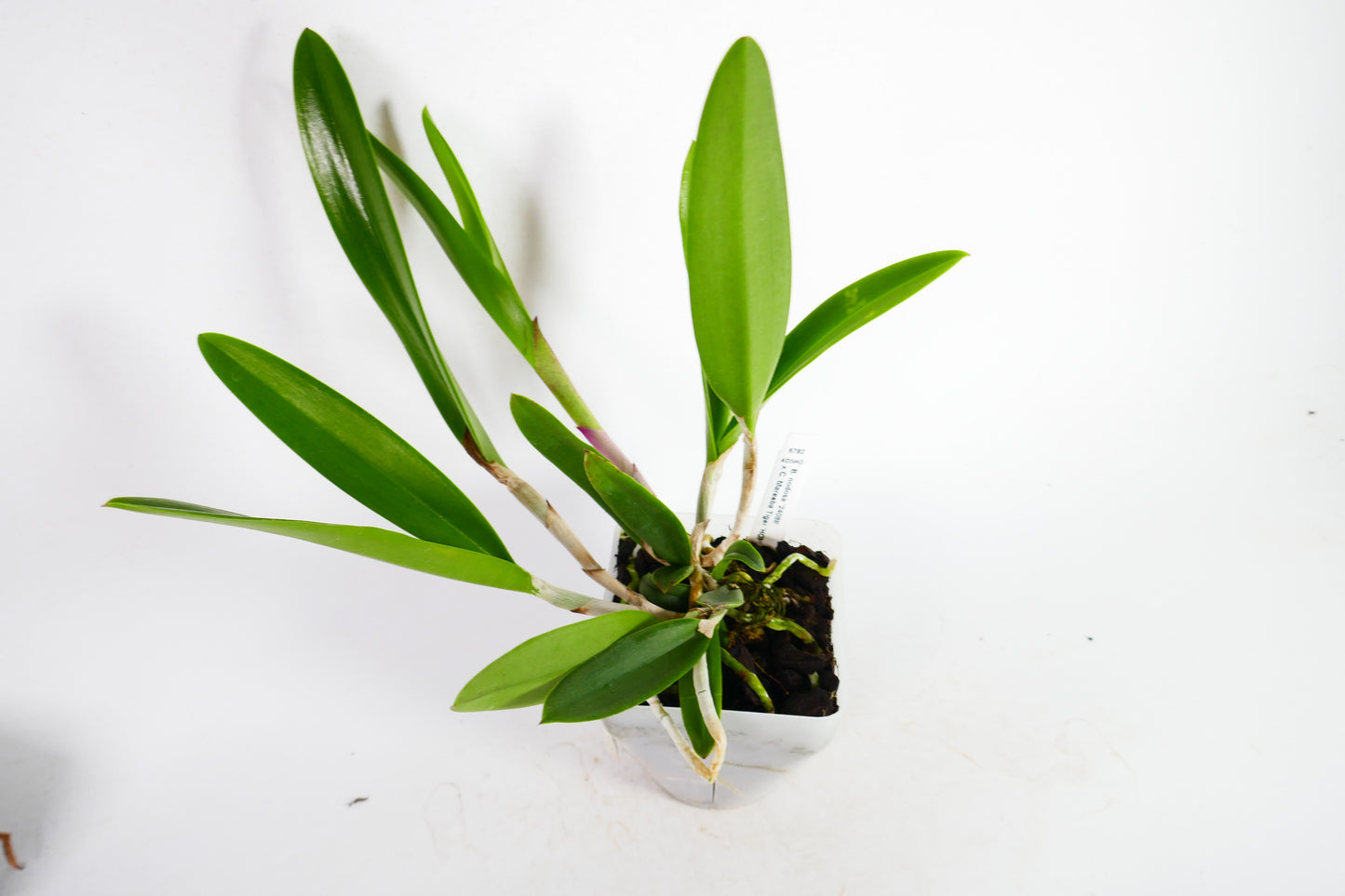 B. nodosa '24088' x C. Mareeba Tiger 'HOF' – Aeribella