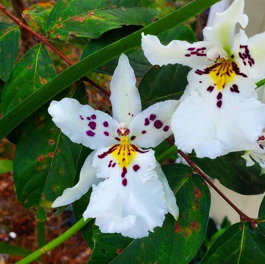 Shk. Memoria Bob Hill 'Whitish' – Aeribella