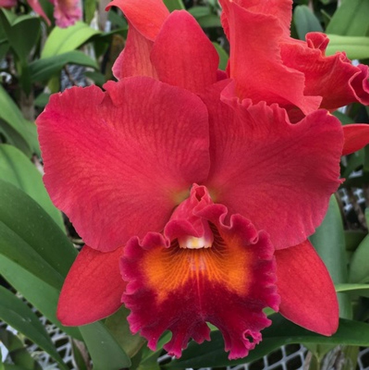 Rlc. Fire Jewel 'Volcano Queen' – Aeribella