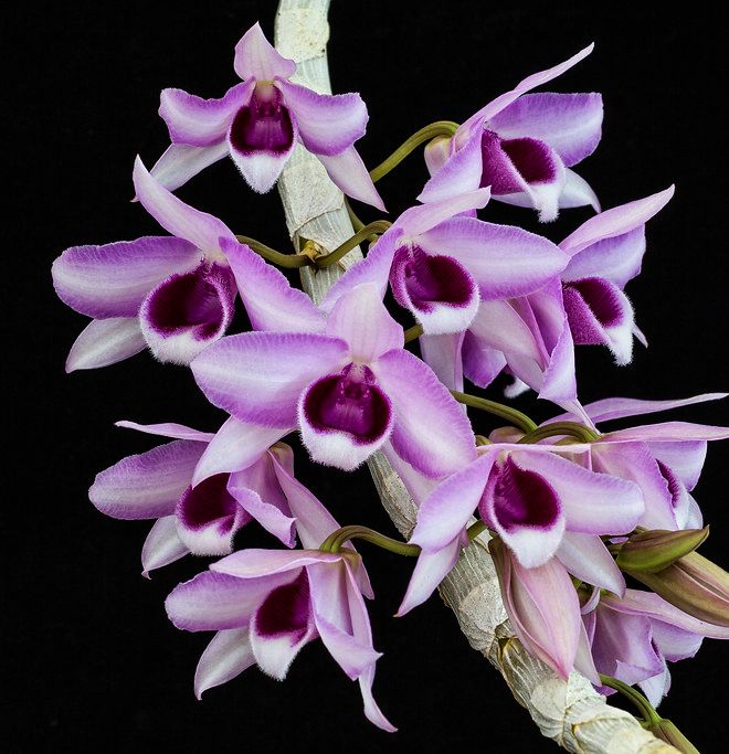 Den. Niefert's Quest x Little Sweet Scent – Aeribella