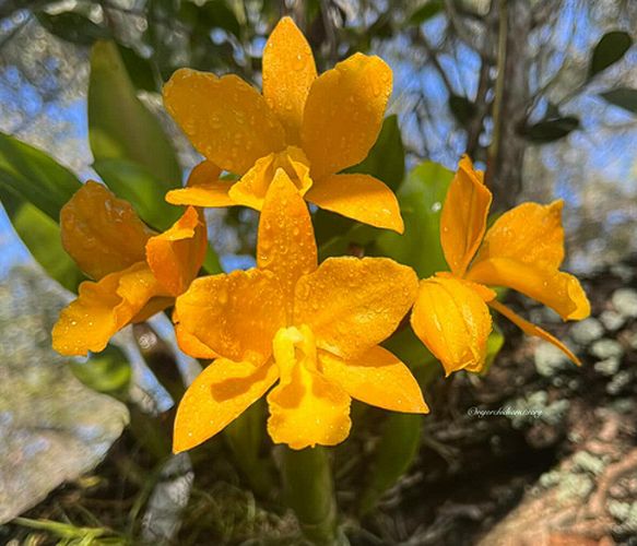 Blc. Nugget Digger '#57' – Aeribella