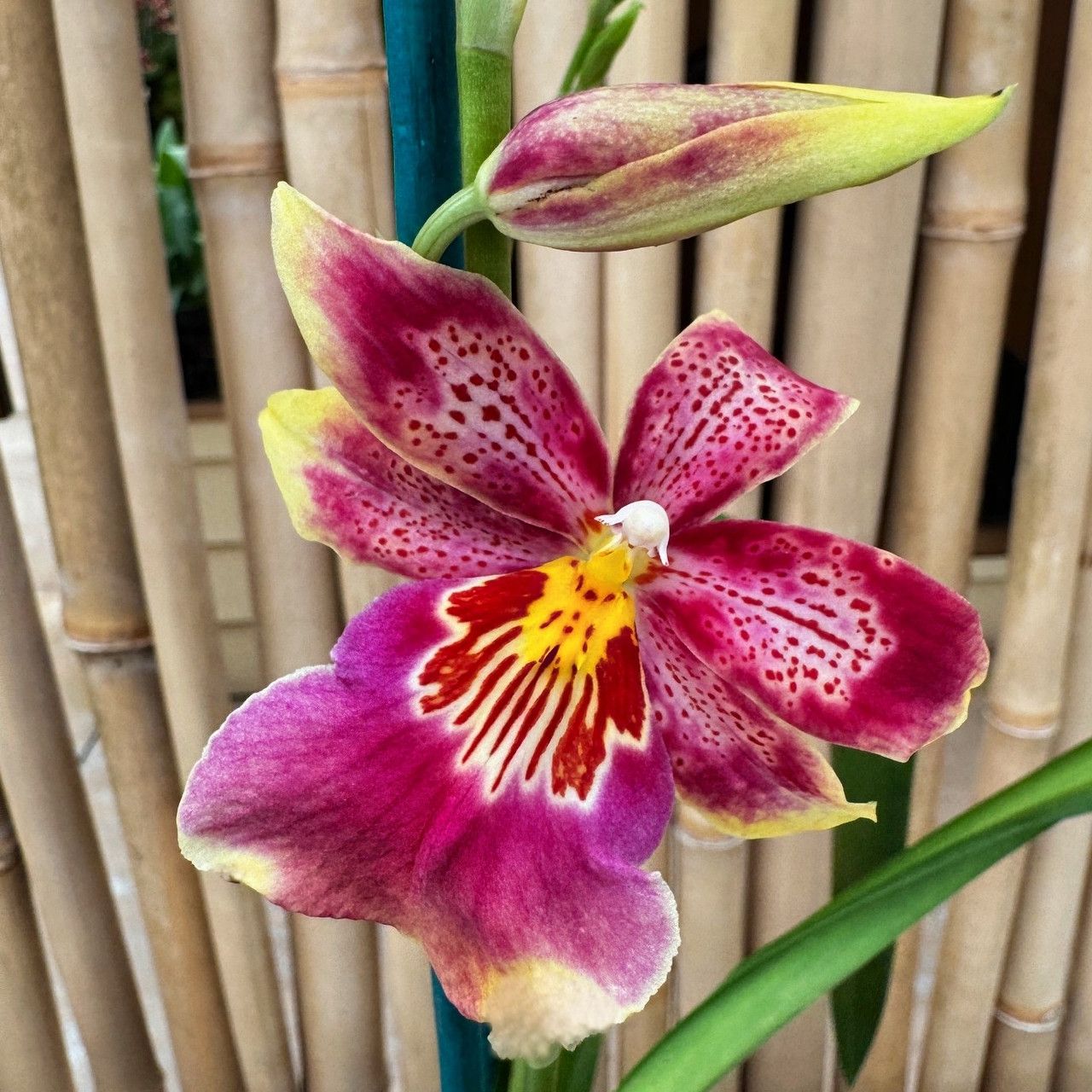 (Oip. Celtic Sun x Onc. Burgundian) 'Party Dress' – Aeribella